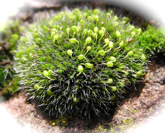 Cryptogam - Alchetron, The Free Social Encyclopedia